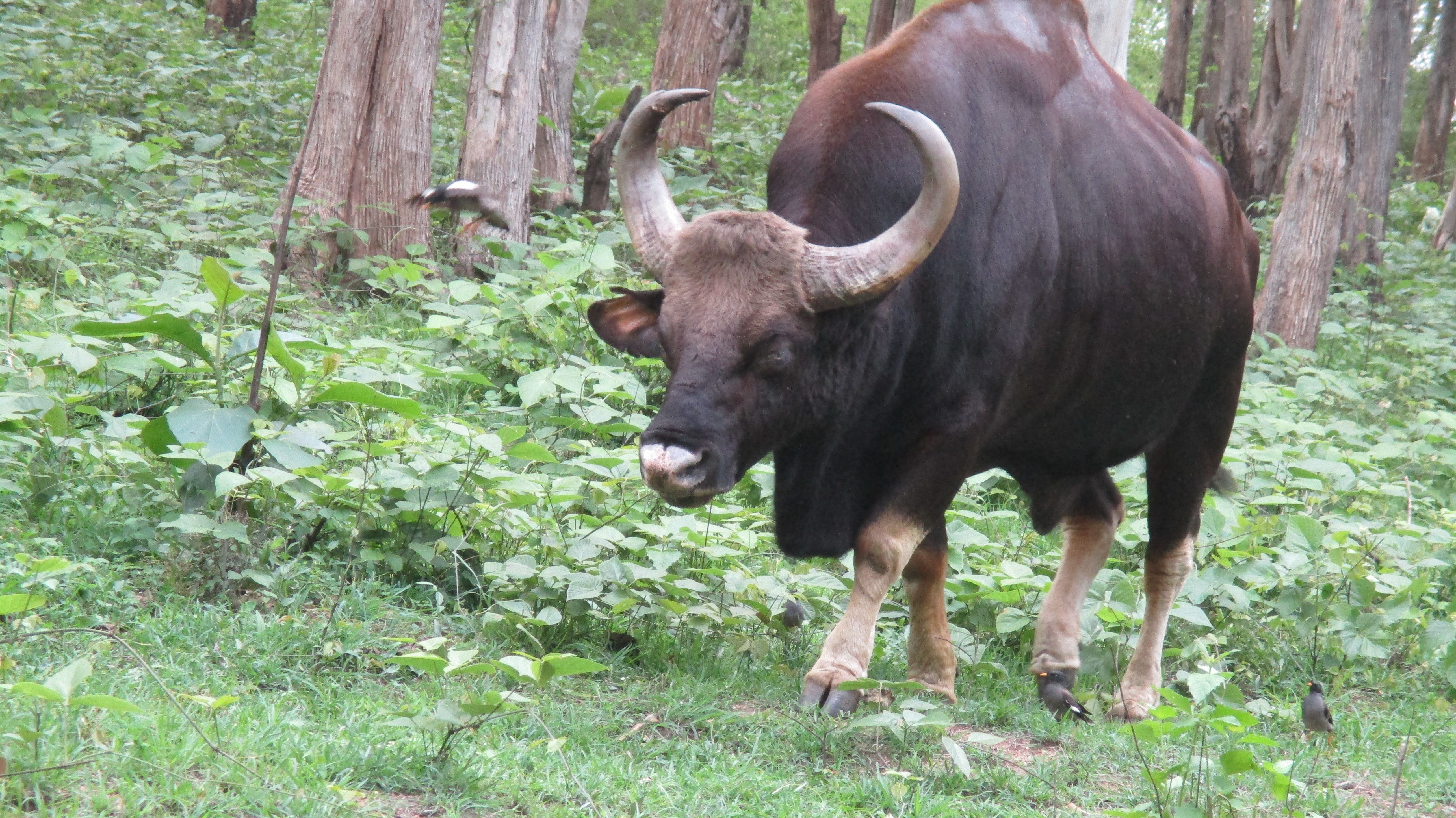 40 wildlife sanctuaries in Maharashtra | nature wildlife in Maharashtra
